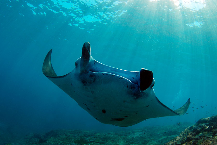 Interesting Facts About Manta Rays In Bali: Review Now! | Bali Fun ...